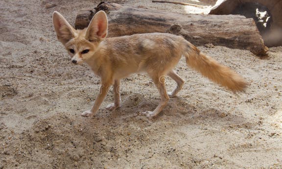 Cape fox on the desert stock photo. Image of predator - 50368886