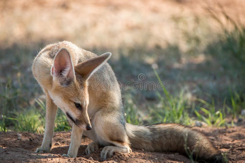 Cape Fox Looking Down in the Kgalagadi. Stock Photo - Image of fauna ...
