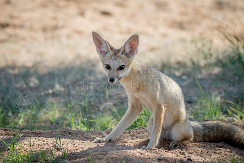 Cape Fox Sitting Down in the Sand. Stock Image - Image of predator ...