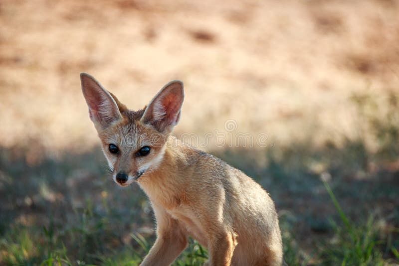 Cape Fox Starring at the Camera. Stock Photo - Image of animal ...