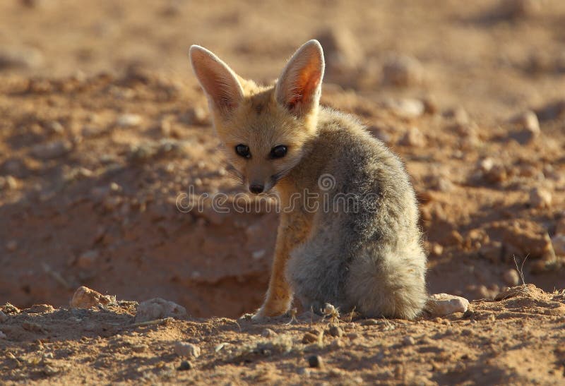 Cape Fox stock image. Image of mammal, young, curious - 37664693