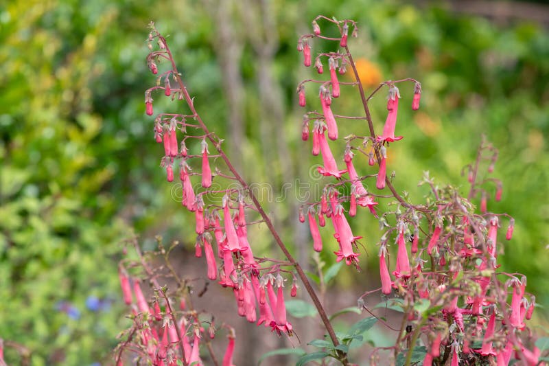 Cape Fuchsias (phygelius Capensis Stock Photo - Image of botany ...