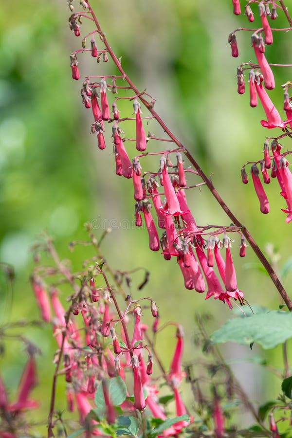 Cape Fuchsias (phygelius Capensis Stock Image - Image of closeup ...