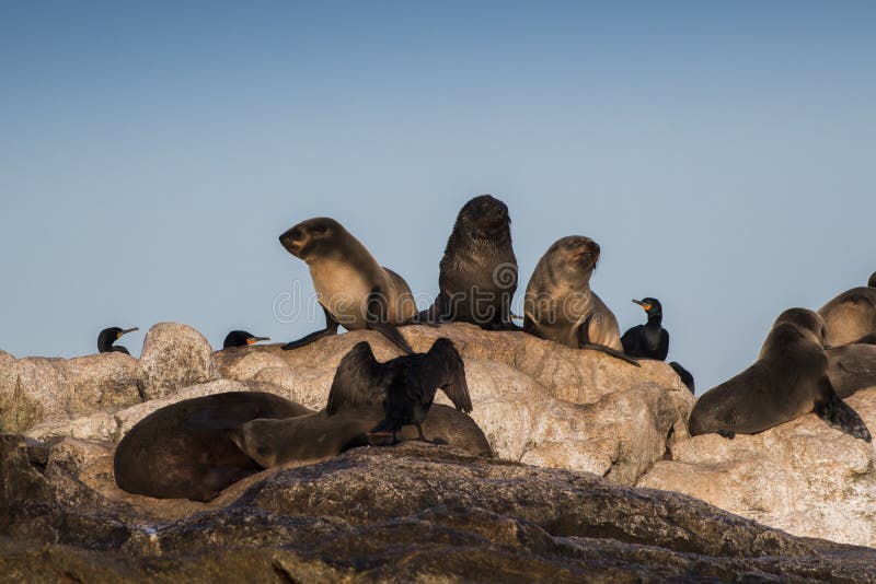 Cape Fur Seals Basking in the Sun on Seal Island Stock Image - Image of ...