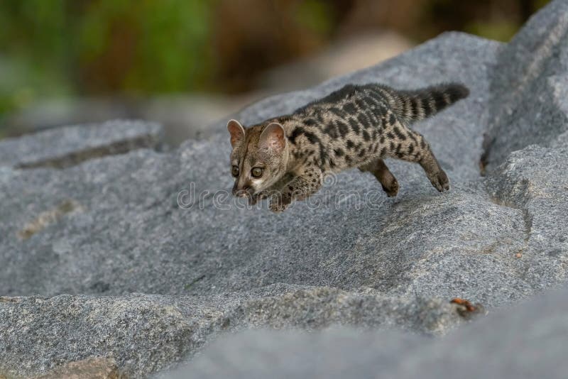 Cape Genet Jumping Off Rocks Stock Image - Image of species, southern ...