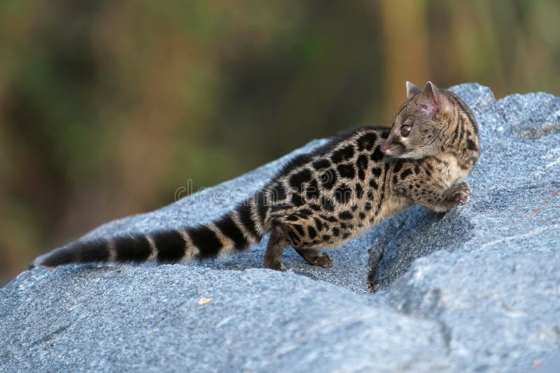 179 African Genet Stock Photos - Free & Royalty-Free Stock Photos from ...