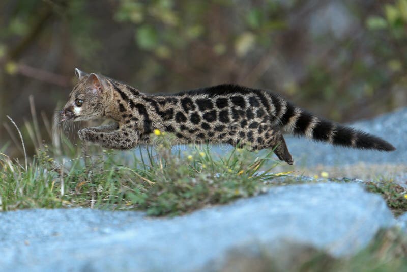 Running Cape genet stock image. Image of natural, carnivore - 245373211