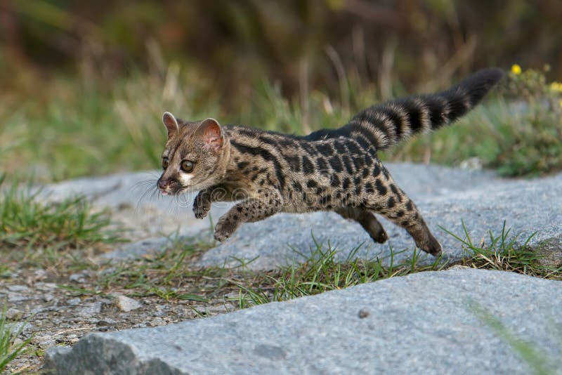 Cape genet running stock photo. Image of carnivore, jump - 245373254