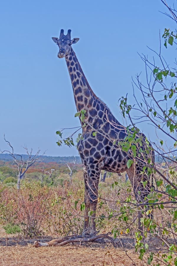 A Cape Giraffe, Giraffa Giraffa, in the Pilanesberg National Park in ...