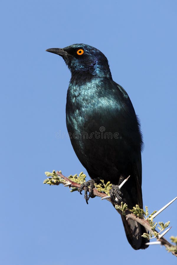 Cape Glossy Starling - Namibia Stock Image - Image of cape, african ...