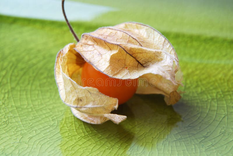 Cape Gooseberry fruit stock image. Image of cape, physalis - 13285691