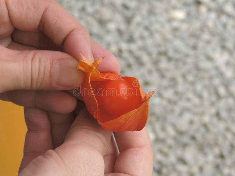 Cape gooseberry fruit. stock photo. Image of peel, cute - 106671890