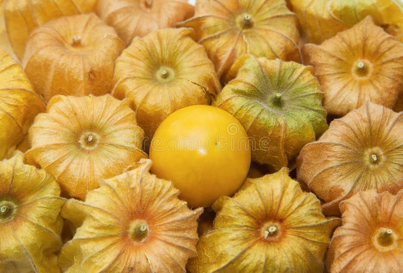 Cape gooseberry (Physalis) stock image. Image of ripe - 30509673