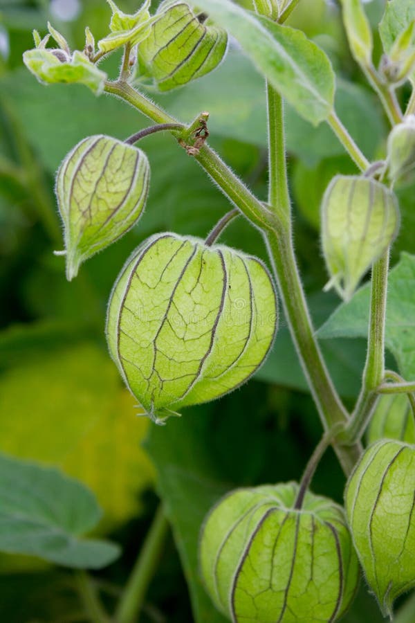 Cape gooseberry stock photo. Image of cape, peruvian - 45674740