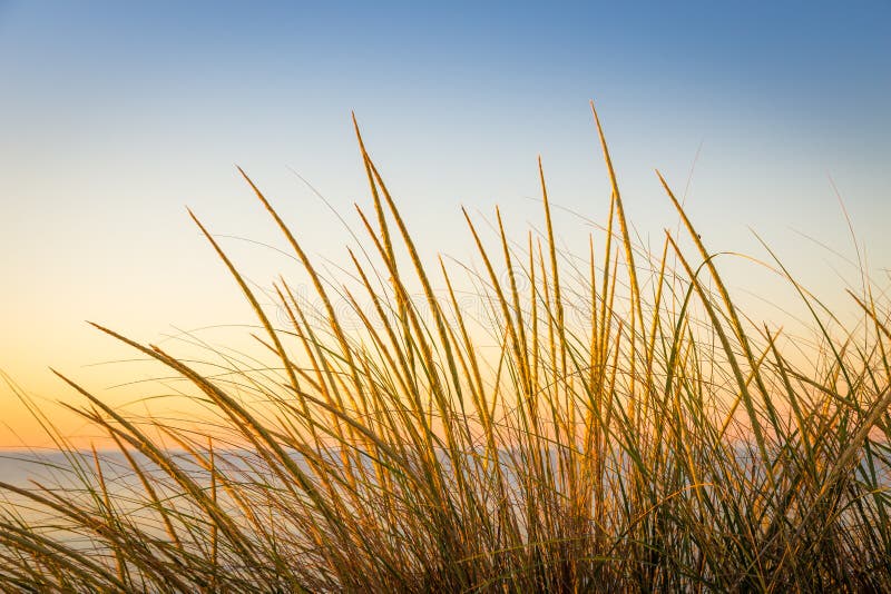 Cape Grass stock image. Image of morning, cape, soft - 67656109