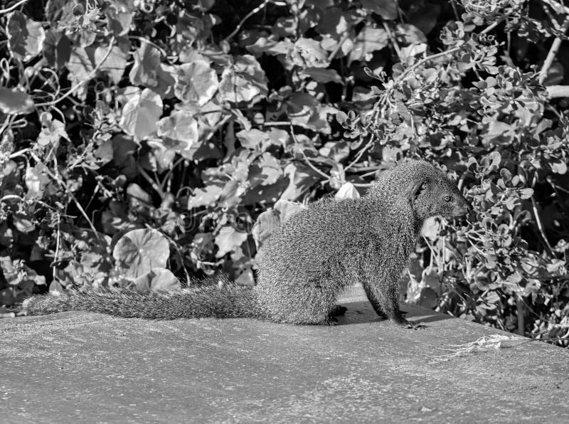 Cape Grey Mongoose stock photo. Image of insectivorous - 238093614