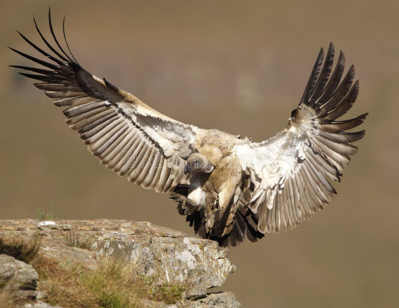 The Cape Griffon or Cape Vulture Stock Photo - Image of africa ...