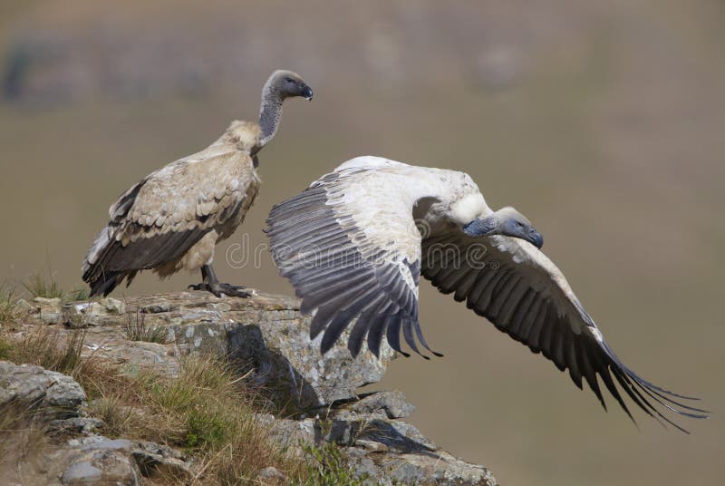 The Cape Griffon or Cape Vulture Stock Photo - Image of africa ...