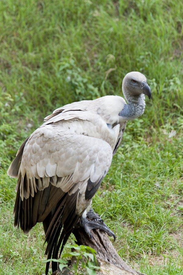 The Cape Griffon or Cape Vulture Stock Photo - Image of africa ...