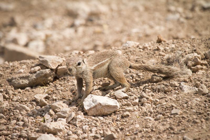 Cape Ground Squirrel stock photo. Image of closeup, animals - 17926854