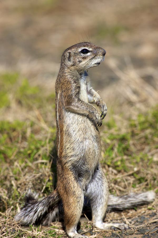 Cape Ground Squirrel stock image. Image of nature, ground - 24725789