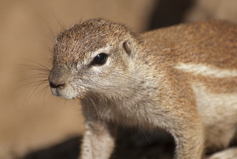 Cape ground squirrel stock image. Image of portrait, detail - 28249743
