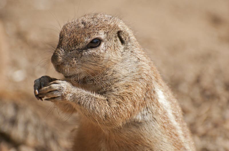 Cape ground squirrel stock photo. Image of natural, savanna - 28249764
