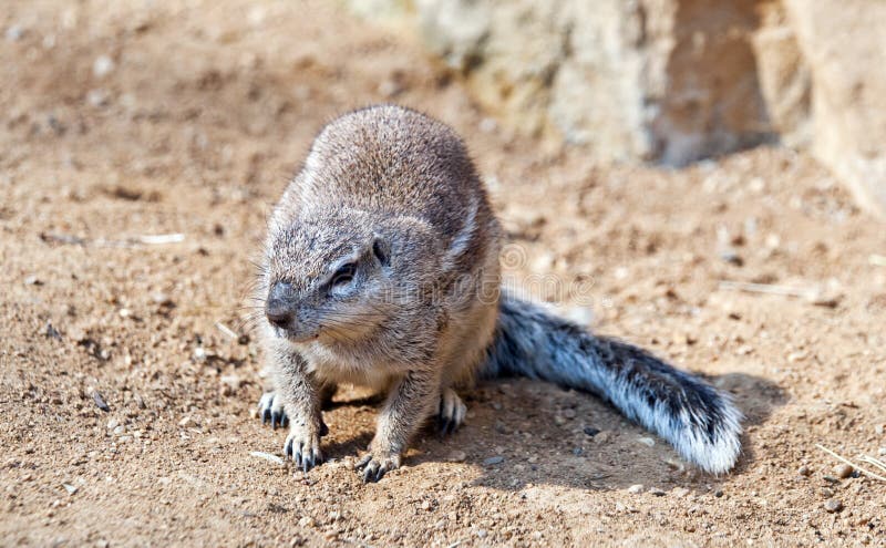 Cape ground squirrel stock photo. Image of fauna, cute - 51841108