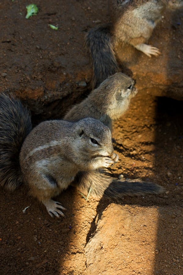 Cape ground squirrel stock photo. Image of food, rodent - 61196414