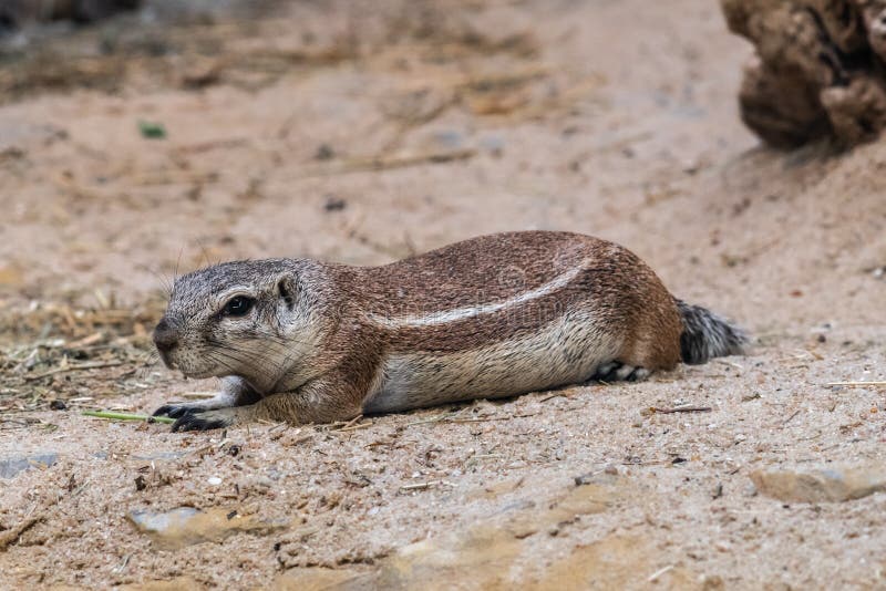 Cape Ground Squirrel stock photo. Image of wildlife - 190580428
