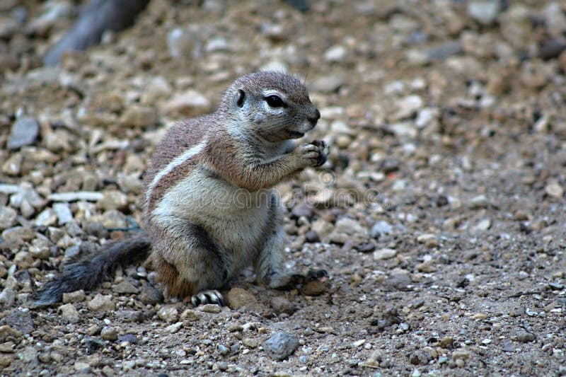 Cape Ground Squirrel stock image. Image of squirrel, sand - 57769245