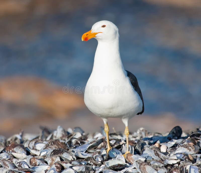 Cape Gull stock photo. Image of legs, nature, larus, observing - 12691996