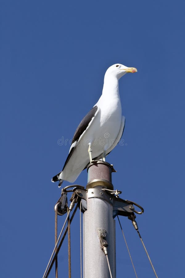 Cape gull perched on mast stock photo. Image of capensis - 10511714