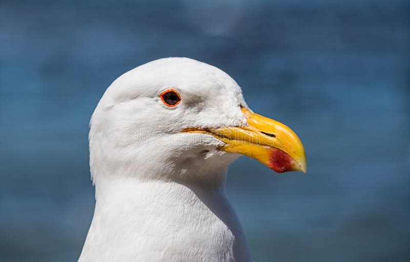 Cape Gull Portrait stock photo. Image of ocean, closeup - 87489680