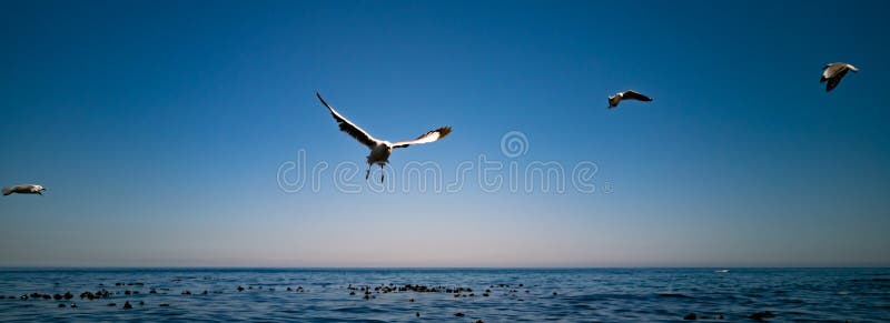 Cape Gulls Seagull Flying Over Sea Stock Photo - Image of calm, flying ...