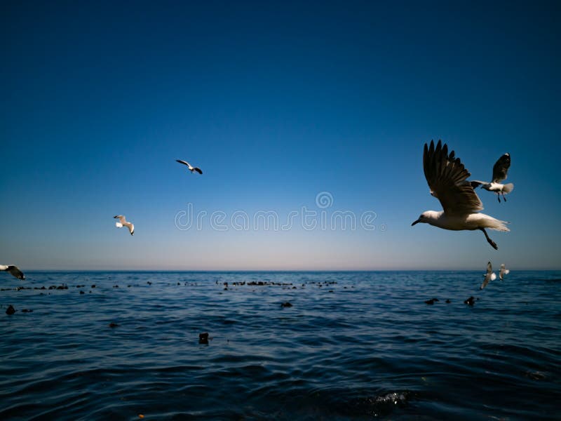 Cape Gulls Seagull Flying Over Sea Stock Photo - Image of seabird ...