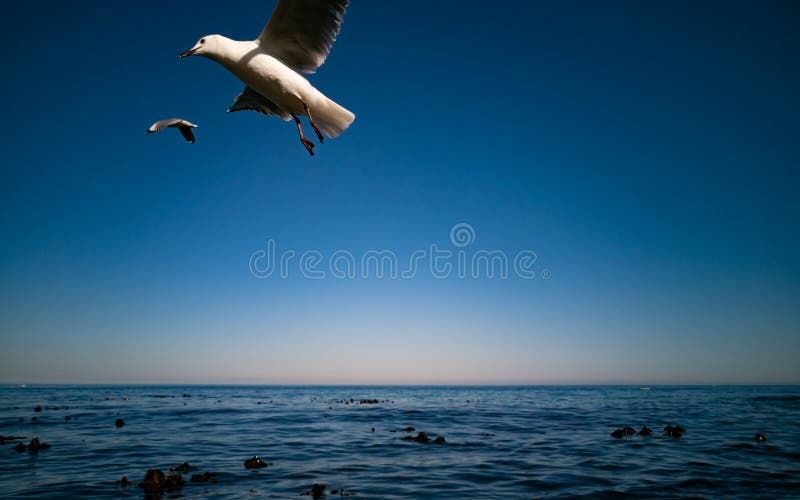 Cape Gulls Seagull Flying Over Sea Stock Photo - Image of coast, calm ...