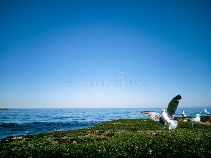 Cape Gulls Seagull Flying Over Sea Stock Image - Image of seagull ...
