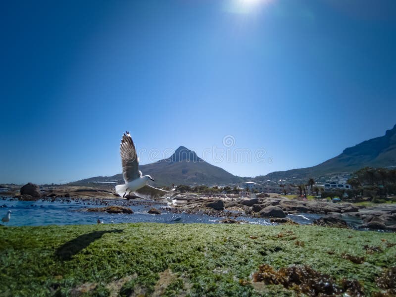 Cape Gulls Seagull Flying Over Sea Stock Image - Image of black ...