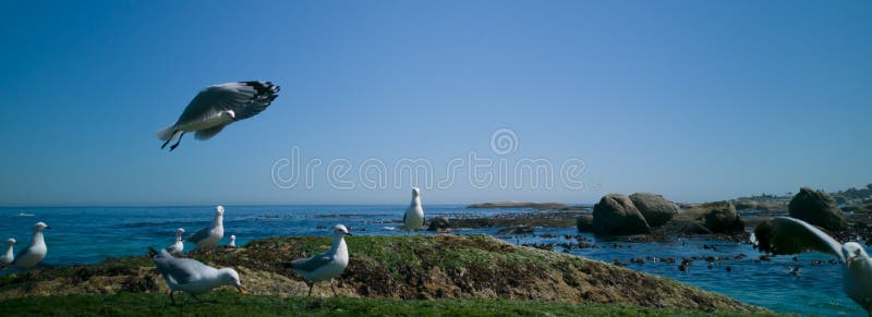 Cape Gulls Seagull Flying Over Sea Stock Image - Image of freedom ...