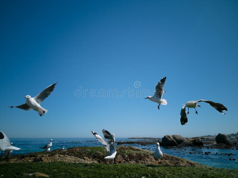 Cape Gulls Seagull Flying Over Sea Stock Image - Image of seagull ...