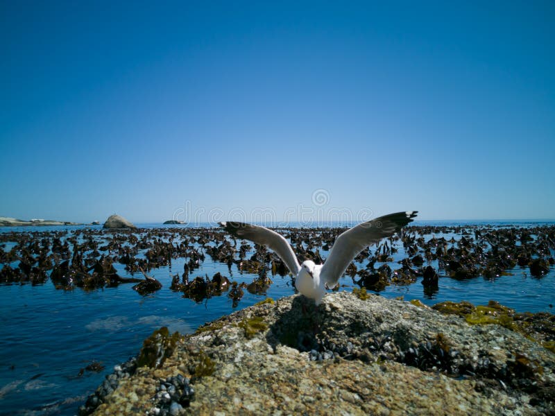 Cape Gulls Seagull Flying Over Sea Stock Photo - Image of calm, flying ...