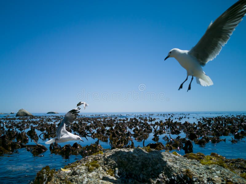 Cape Gulls Seagull Flying Over Sea Stock Image - Image of calm, feather ...