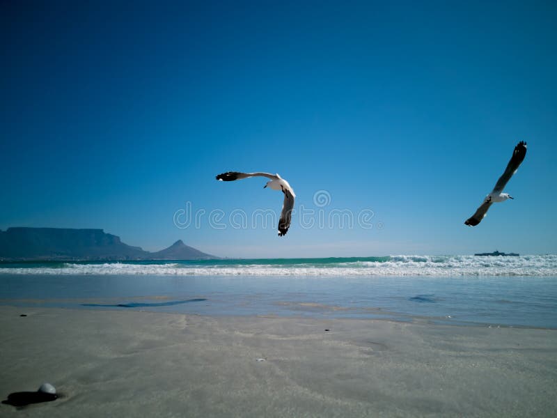 Cape Gulls Seagull Flying Over Sea Stock Photo - Image of beach, bird ...