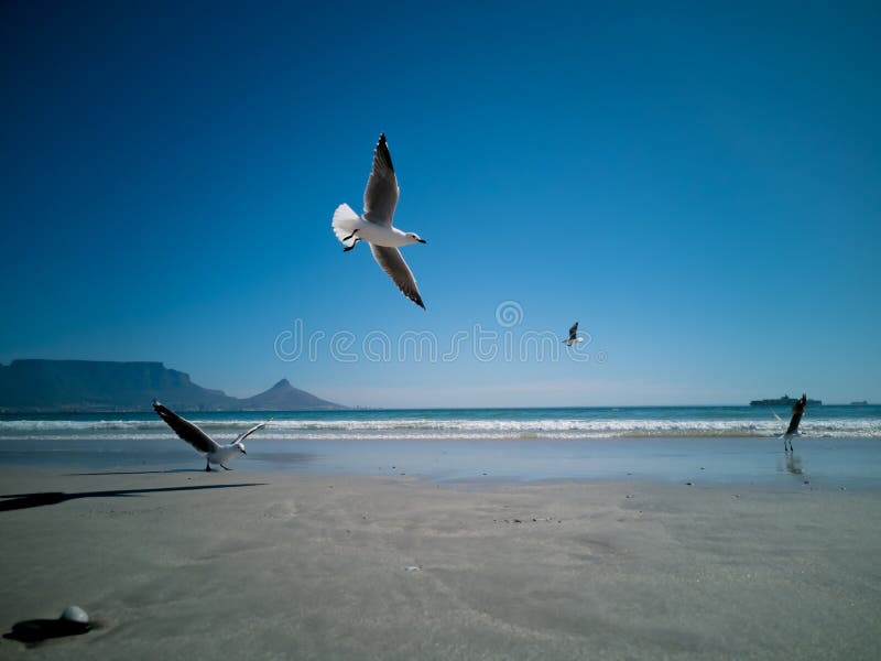 Cape Gulls Seagull Flying Over Sea Stock Photo - Image of beach ...