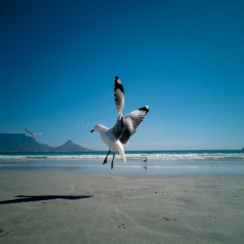 Cape Gulls Seagull Flying Over Sea Stock Image - Image of beach ...