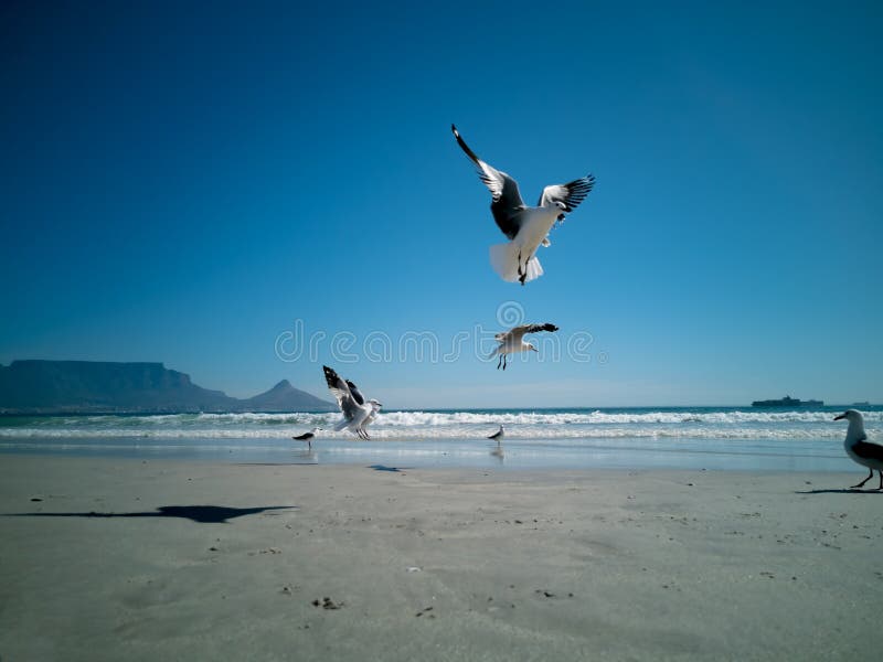 Cape Gulls Seagull Flying Over Sea Stock Image - Image of beautiful ...