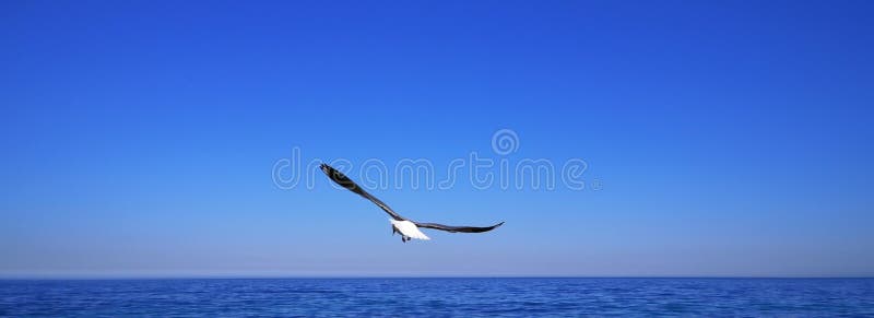Cape Gulls Seagull Flying Over Sea Stock Image - Image of nature ...