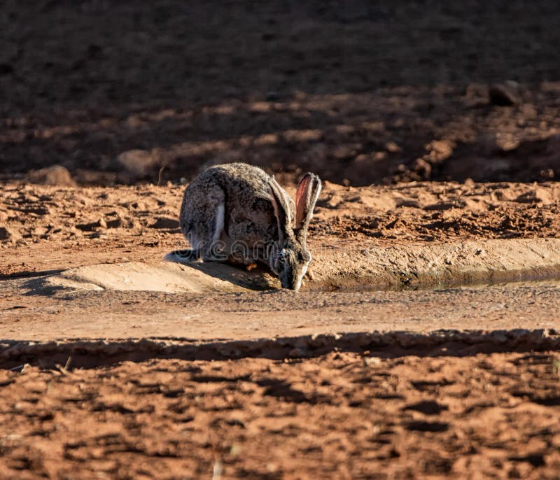 Cape Hare stock image. Image of hare, nose, hares, ears - 137415313