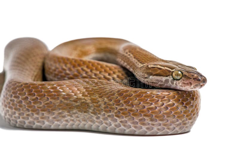 Cape Cod house stock photo. Image of home, door, real - 43721074